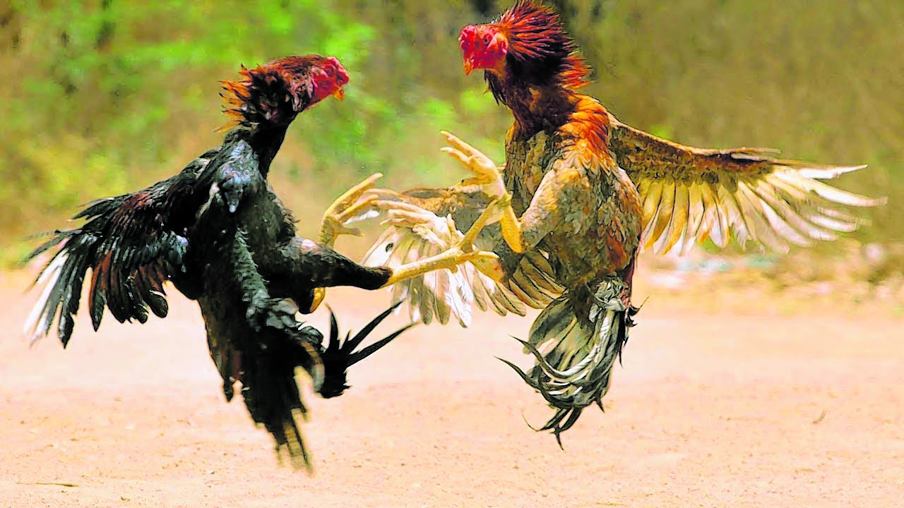 MAPIGANO YA MAJOGOO YANAVYOBAMBA DUNIANI | Mwanaspoti